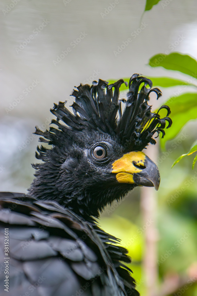 A male bare-faced curassow (Crax fasciolata). It is a species of bird ...