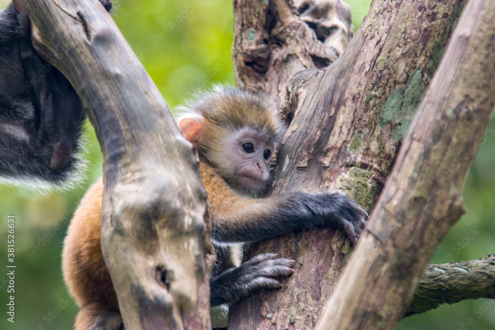 The baby Javan lutung (Trachypithecus auratus) closeup image, also ...