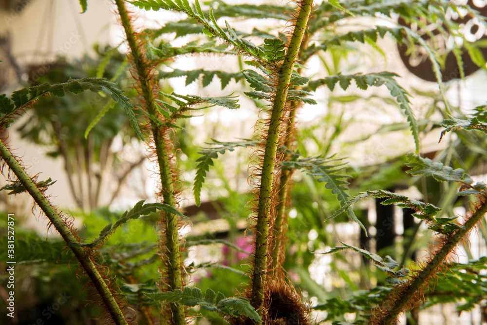 Flora. Closeup view of a Cyathea cooperi fern, also known as Tree Fern ...