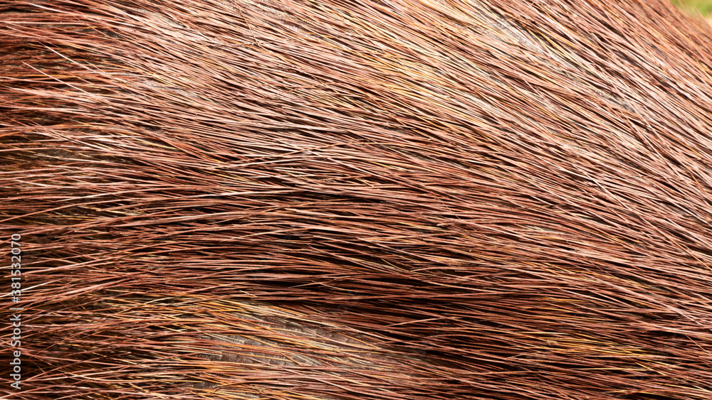 Beautiful Capybara skin texture background natural pattern, Blank for ...