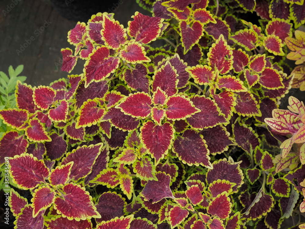 Top view of Coleus scutellarioides (Plectranthus scutellarioides) plant ...