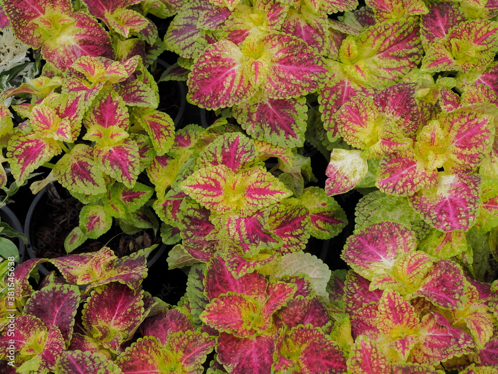 Top view of Coleus scutellarioides (Plectranthus scutellarioides) plant ...