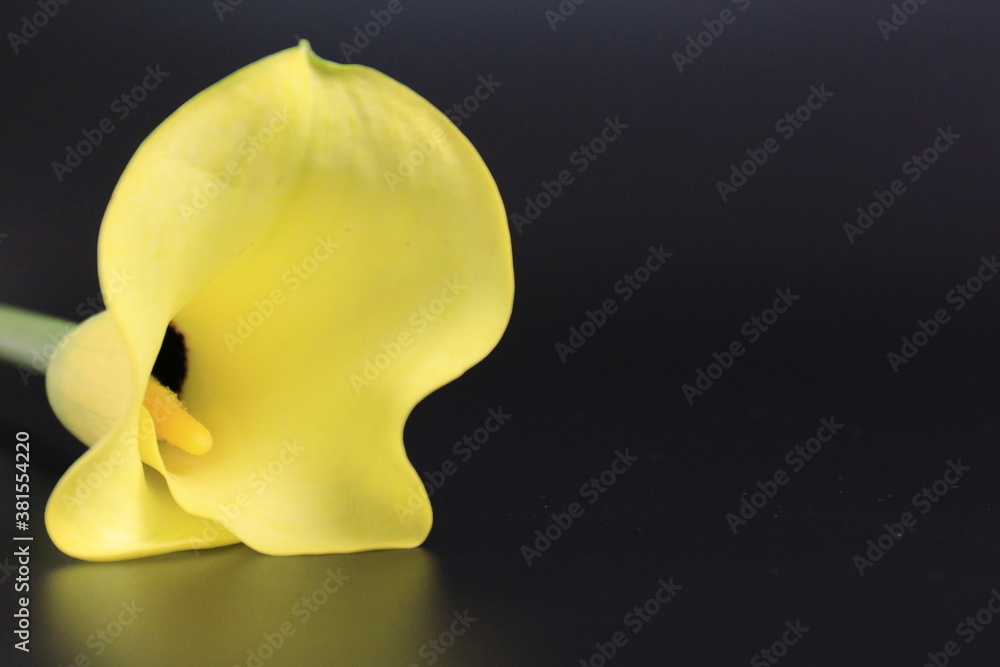 Calla Lily Flower on Black Background Stock Photo | Adobe Stock
