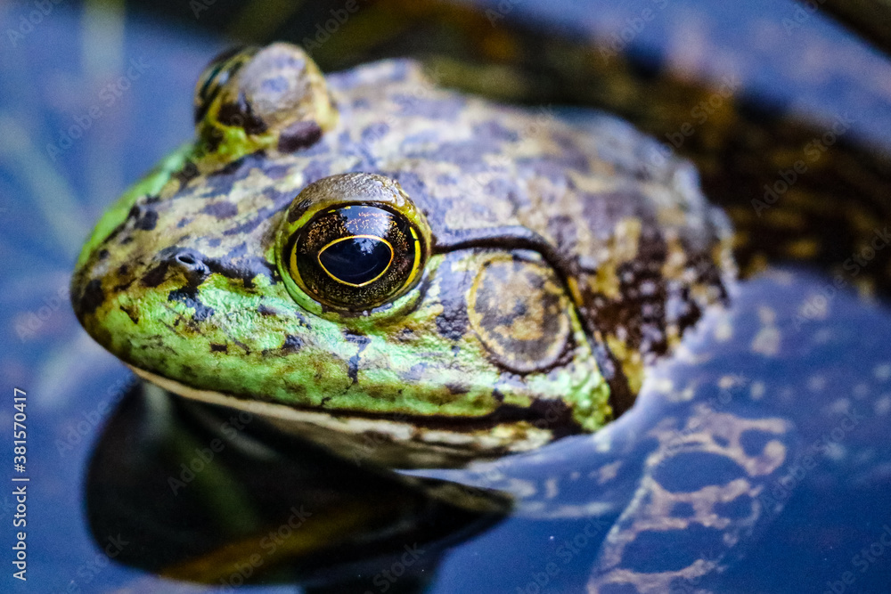 Frog in water in a park in Los Angeles Stock Photo | Adobe Stock