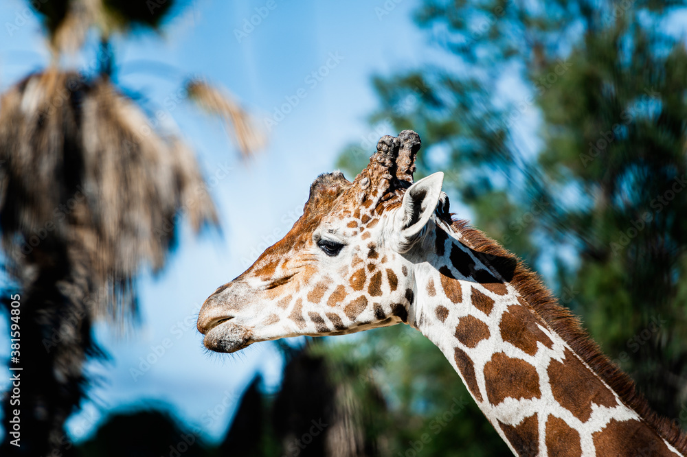 Portrait d'une girafe réticulée avec une tête marrante Stock Photo ...