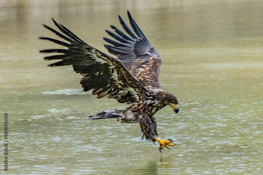 White Tailed Eagle (Haliaeetus albicilla) in flight. Also known as the ...
