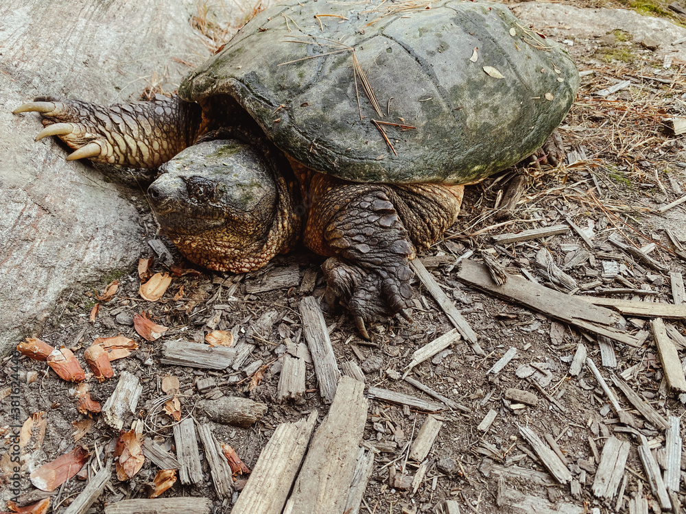 Rare - Snapping Turtle, beautifiul picture Stock Photo | Adobe Stock