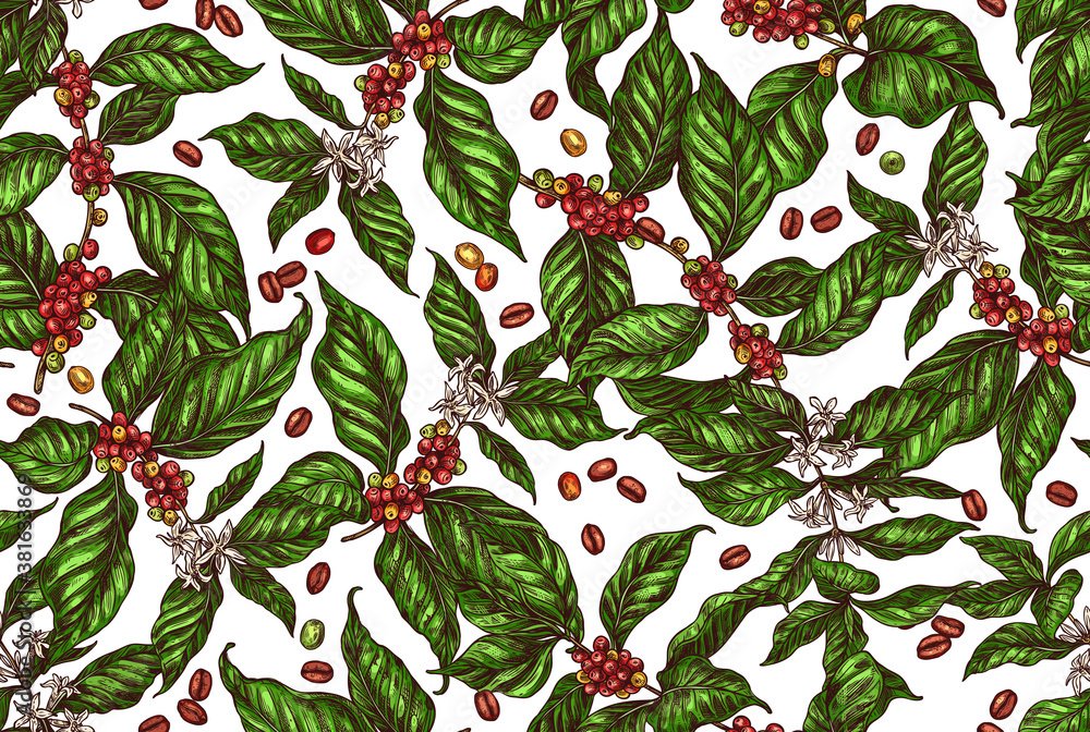 Seamless vector pattern with coffee tree and plants. Coffee growing ...