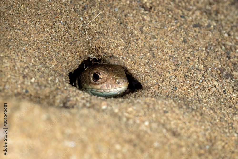 The sand lizard (Lacerta agilis) is hiding in the sand, Special Reserve ...