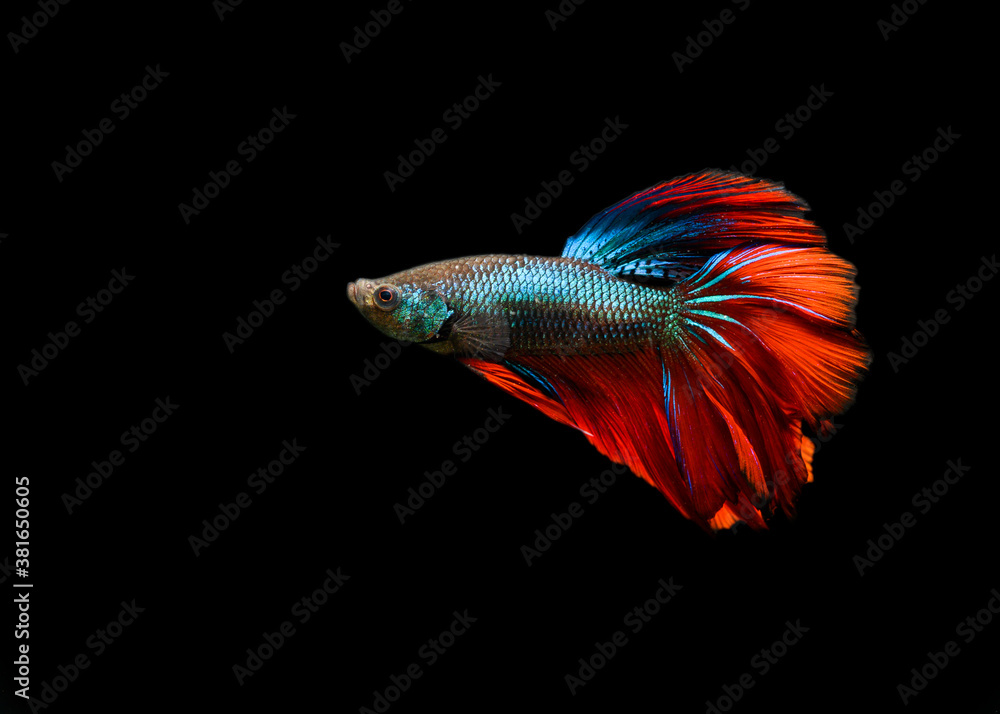Betta fish, siamese fighting fish, dancing and isolated in black ...
