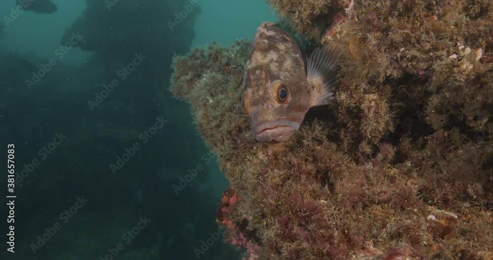 Calico rockfish living on old ship wreck. Stock Video | Adobe Stock