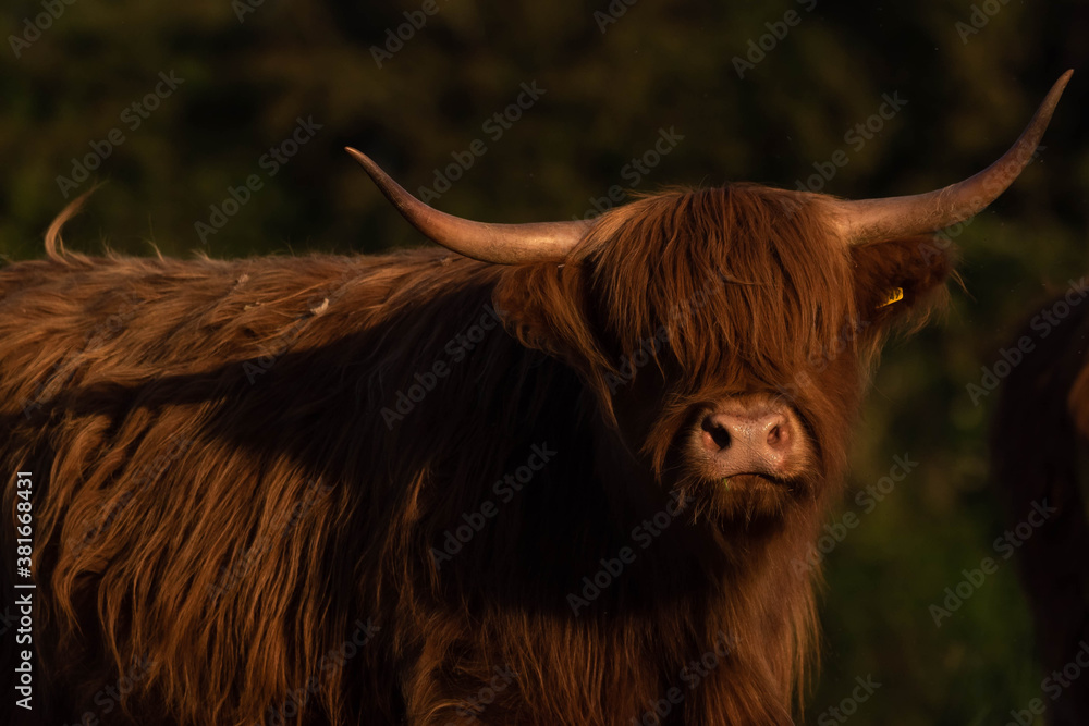 Highland Cow Portrait Stock Photo | Adobe Stock