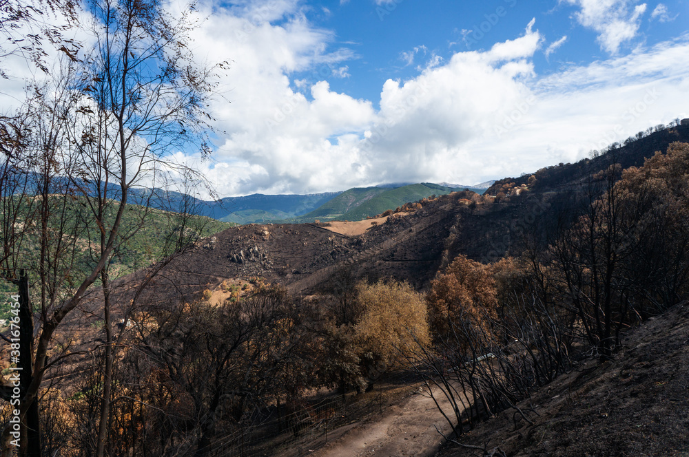 forest after fire. burnt land after a wildfire. environment pollution ...