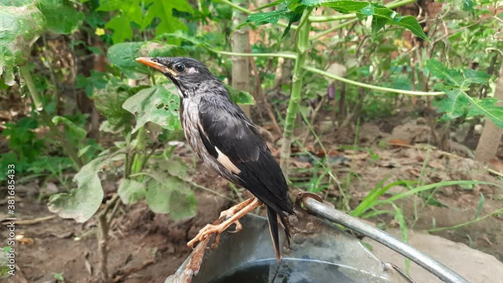 Myna (Indian Myna) Birds.The myna ( mynah)is a bird of the starling ...