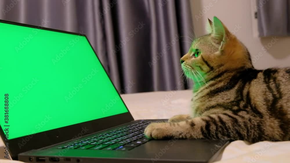 An Adorable Dragon Li Cat Staring On The Green Screen Of A Laptop In ...