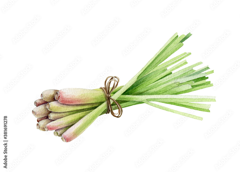 Lemongrass watercolor illustration. Hand drawn citronella spicy herb ...