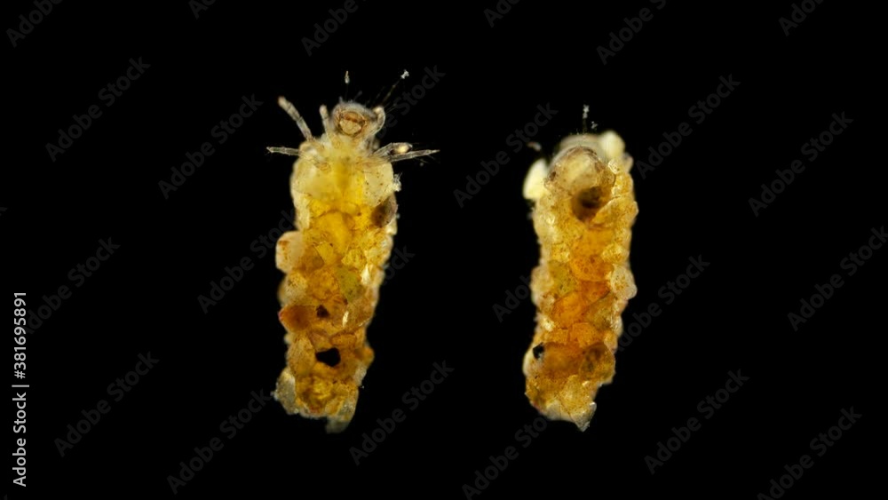 Vidéo Stock Trichoptera larvae under the microscope, of the Apataniidae family. Endemic to Lake ...