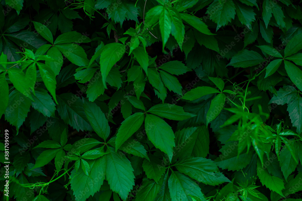 Green leaf shrub texture nature spring summer background. Lush leaves ...