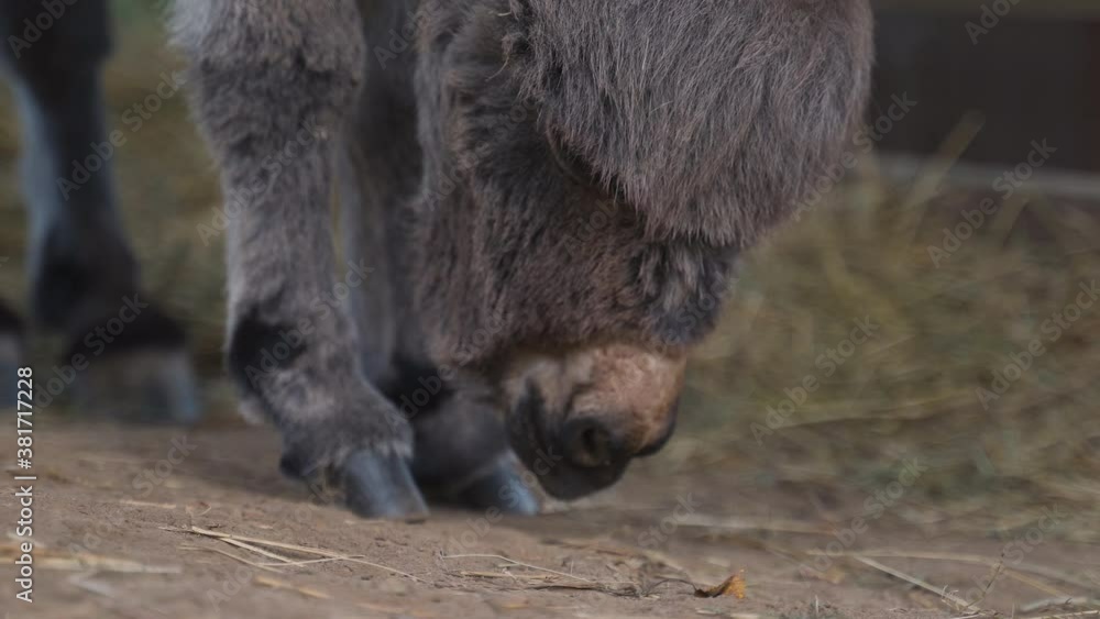 A cute little newborn miniature mediterranean donkey with a fringe ... A cute little newborn miniature mediterranean donkey with a fringe ...