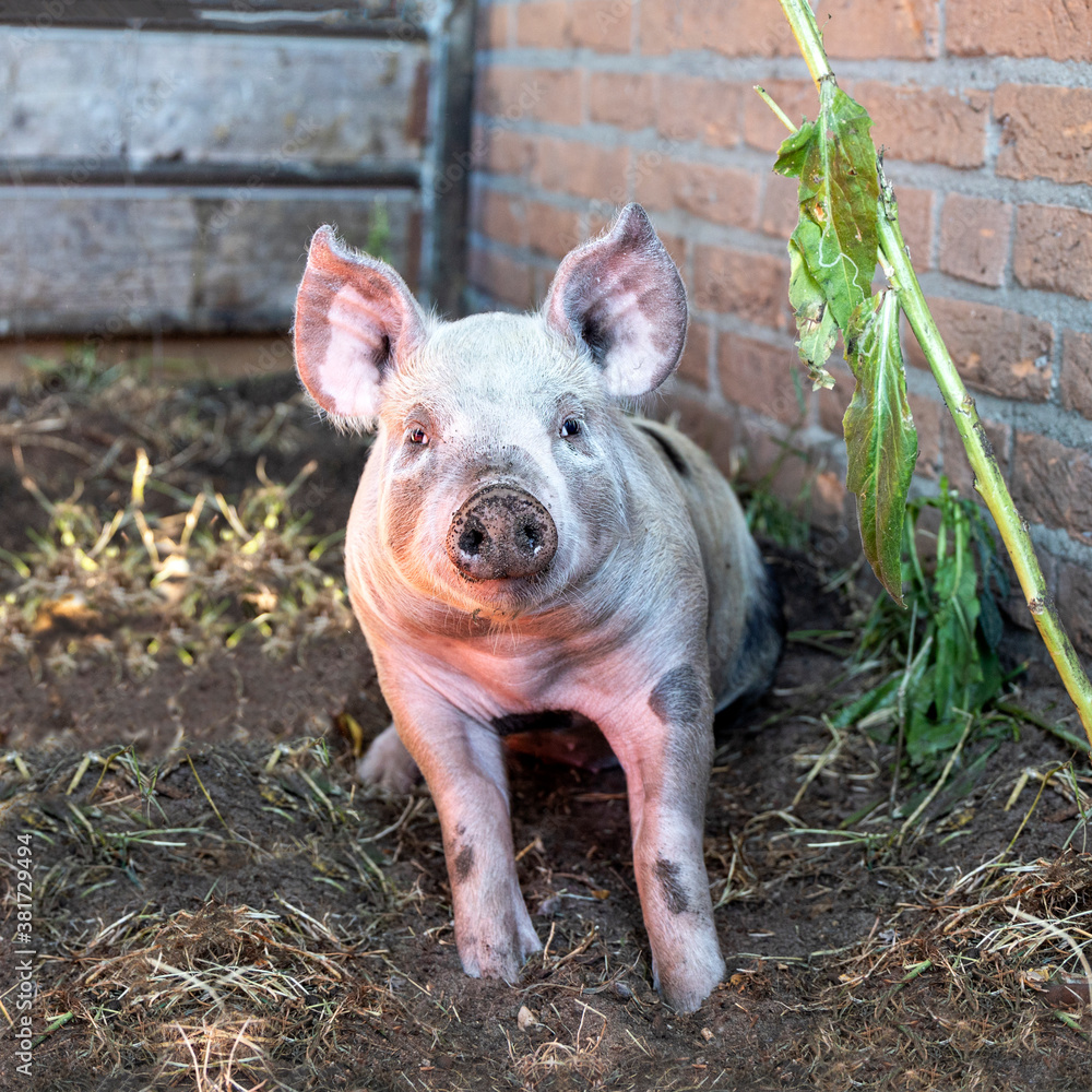 Cute happy swine, young piglet, sitting doen in a corner of a farmyard ...