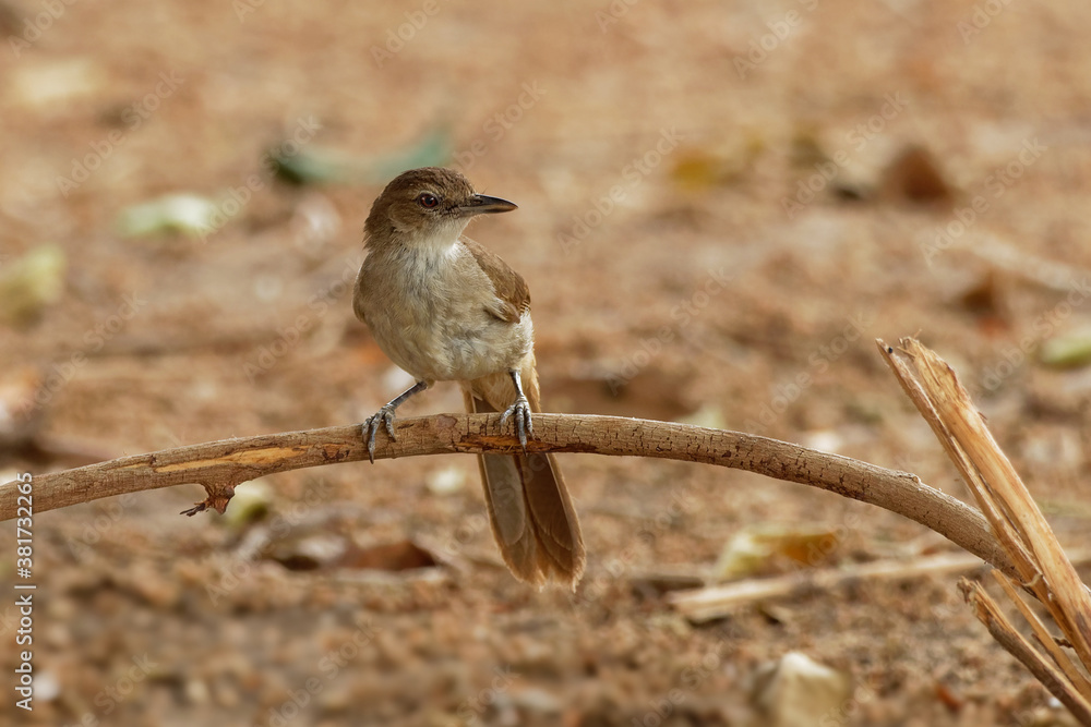Terrestrial Brownbul - Phyllastrephus terrestris songbird inbulbul ...