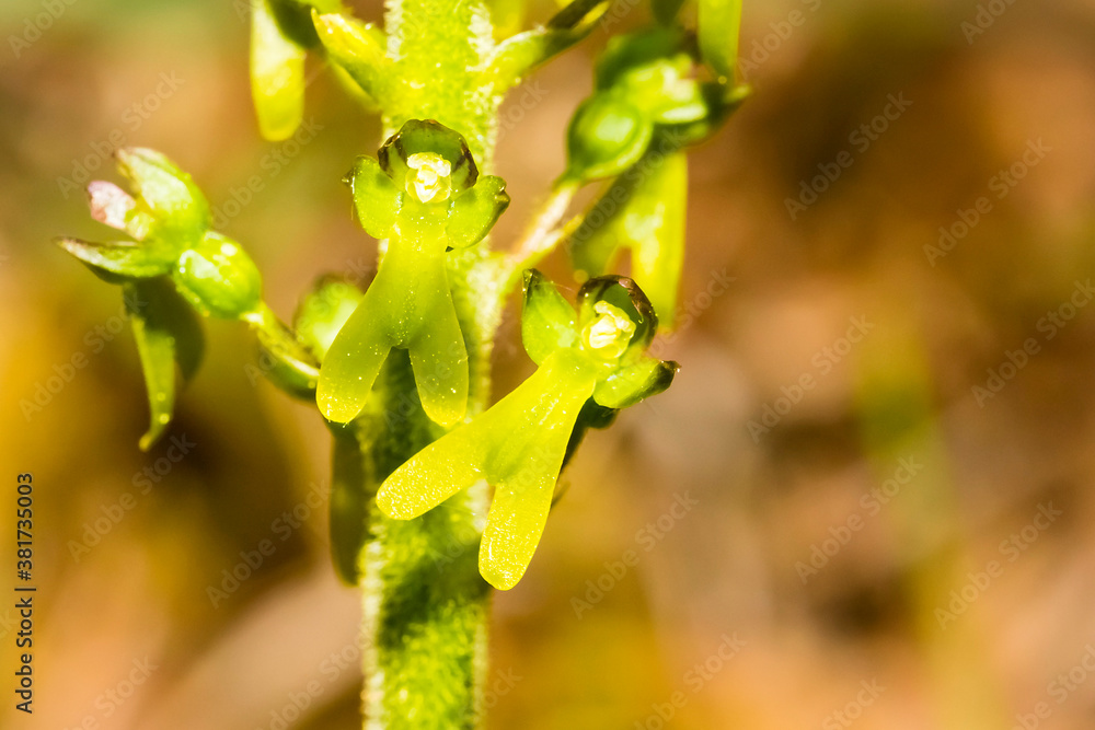 Deutschland - heimische Orchideen - Großes Zweiblatt - Neottia ovata ...