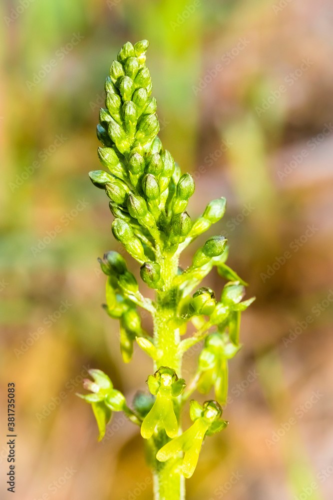 Foto de Deutschland - heimische Orchideen - Großes Zweiblatt - Neottia ...