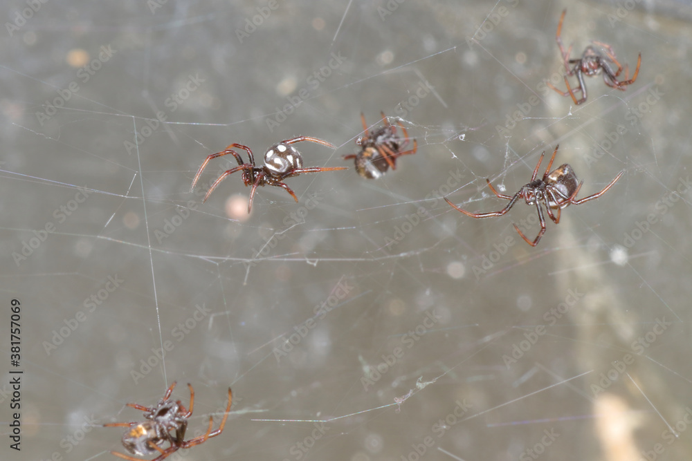 Black Widow Spiderlings