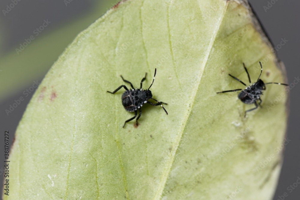 Nymphs of brown marmorated stink bugs, Halyomorpha halys Stock-Foto ...
