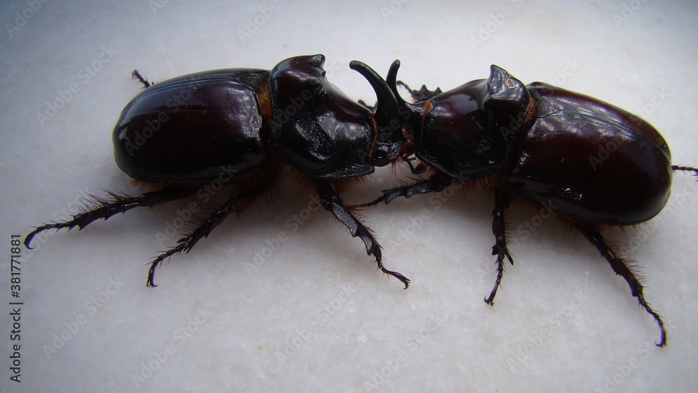 Rhinoceros beetle, Rhino beetle, Fighting beetle European rhinoceros ...