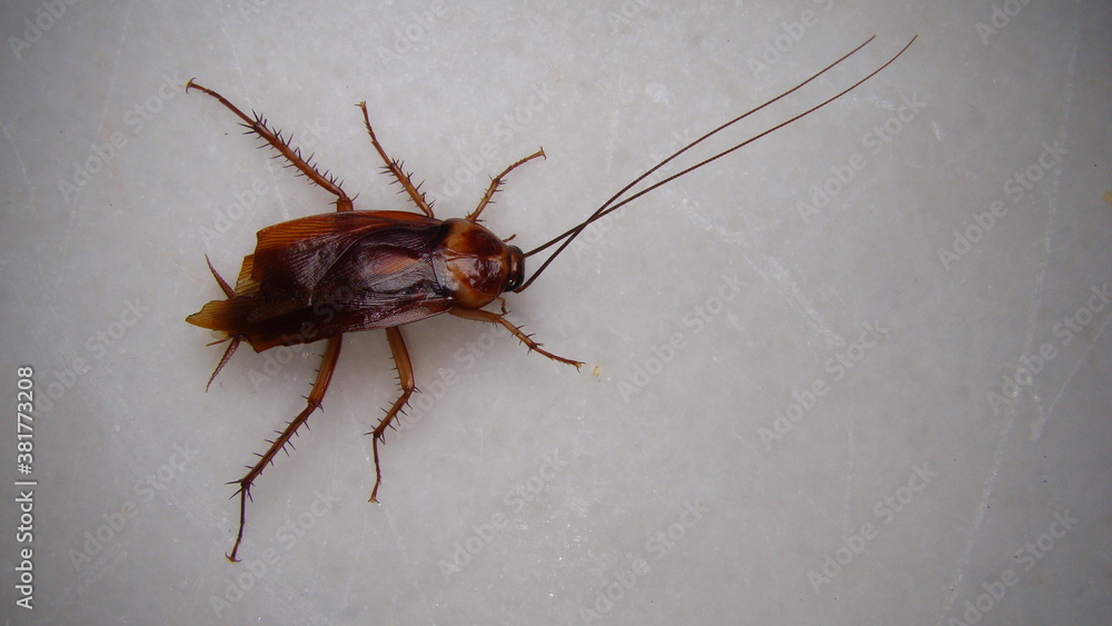 cockroach. close up of cockroach on white background. closeup cockroach ...
