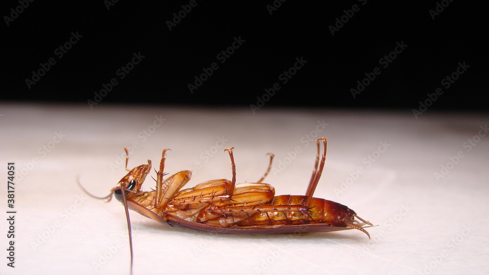 close up of cockroach isolated on white background. closeup cockroach ...