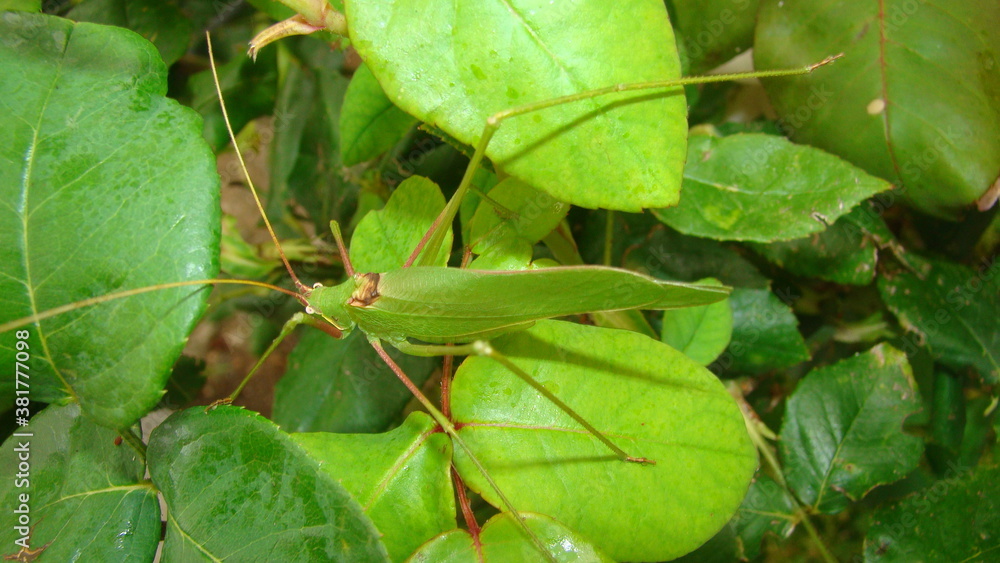 Katydid Camouflage