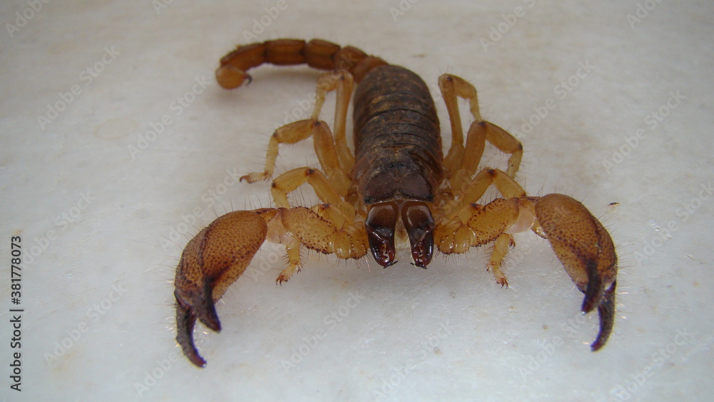 scorpion isolated. scorpion on white background. close up yellow ...