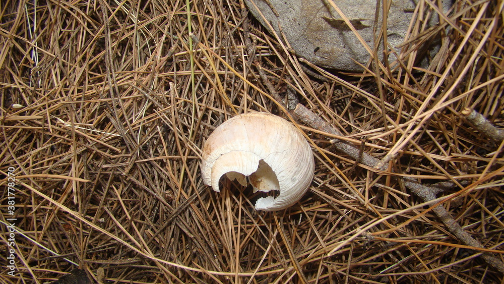 snail. Ancient snail shell in the woods. close up of snail shell ...