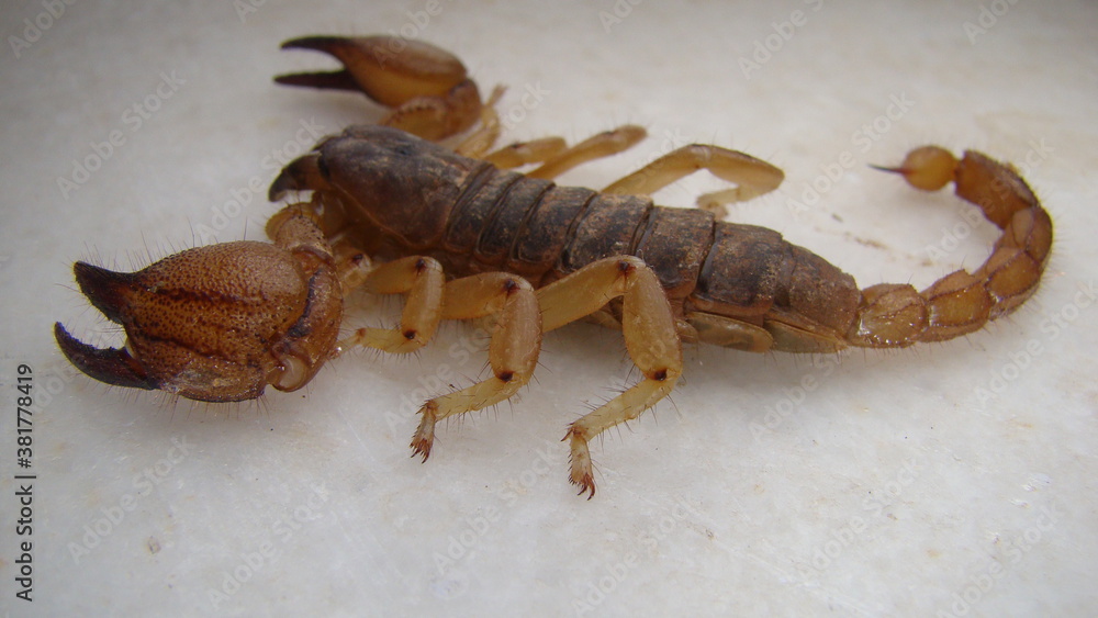 scorpion isolated. scorpion on white background. close up yellow ...