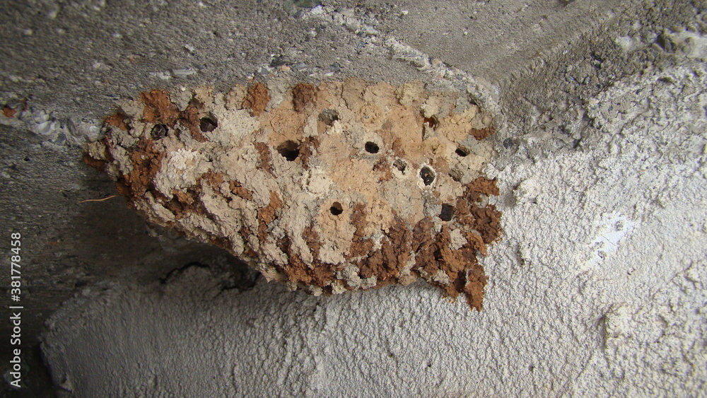 wasp. mud wasps : make cylindrical cells that are joined and covered ...