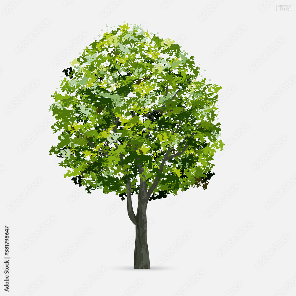 Tree isolated on white background. Use for landscape design ...