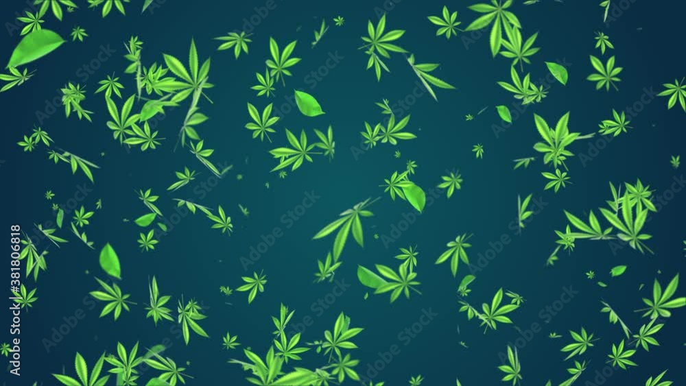 3D Cannabis leaves Marijuana leaf rotation flying on blue and alpha ...