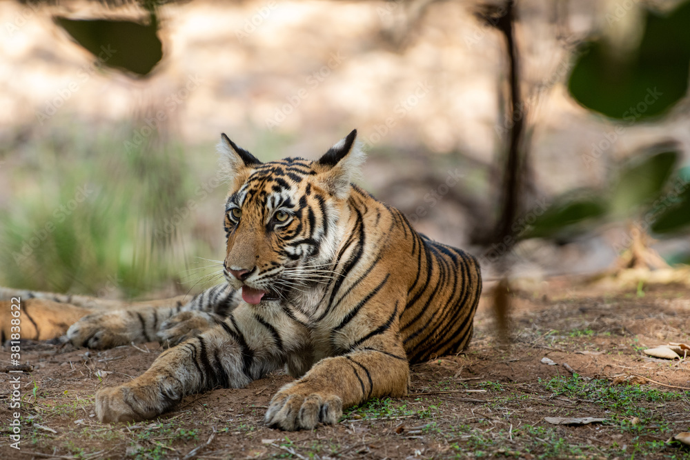 wild tiger cub resting under shade of tree during hot summers at ...