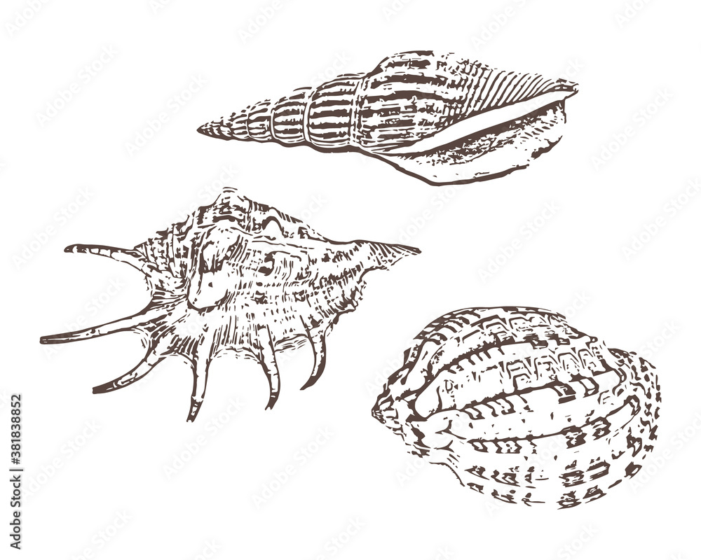 Doodle shellfish icons isolated on white. Hand drawing sketch, Vector ...