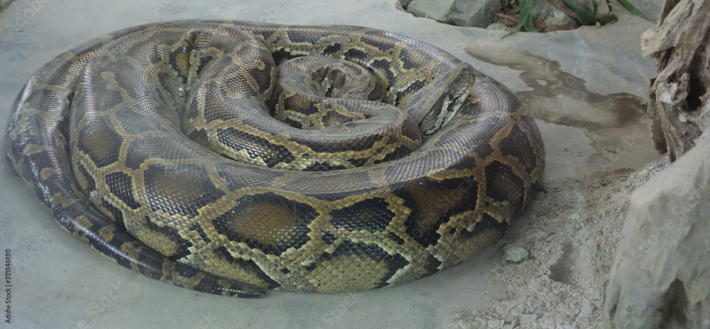 Curled snake boa constrictor Stock Photo | Adobe Stock