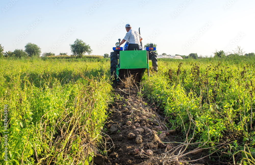 Potatoes lying on the soil on background of a digger tractor. The ...