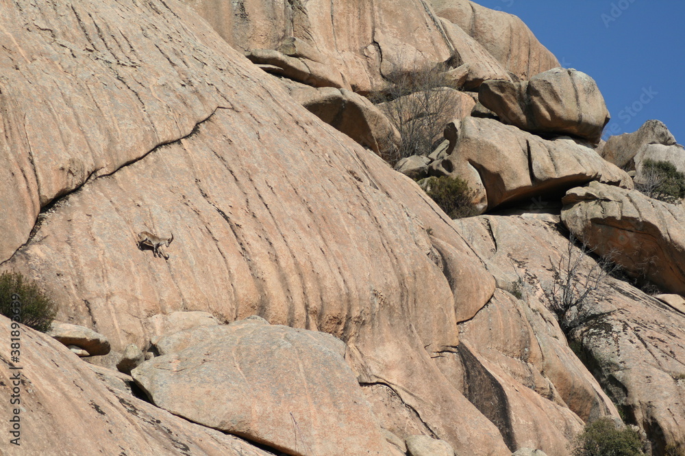 Mountain goat moving it through a vertical plate in La Pedriza Stock ...
