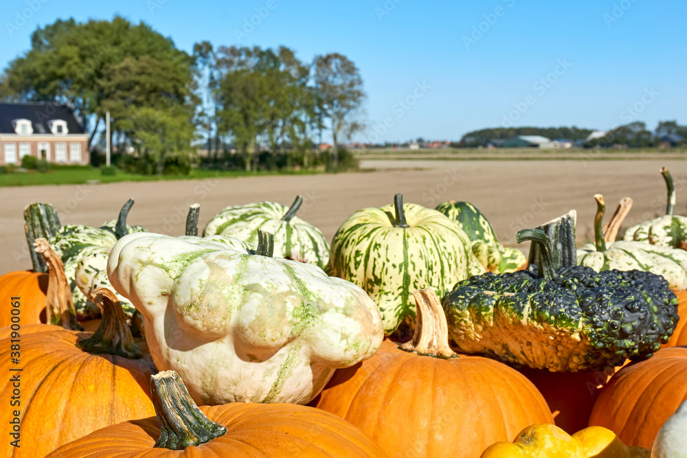 Closeup of various types, sizes and varieties of gourds in front of an ...
