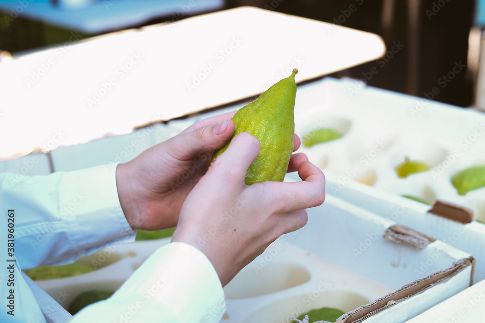 Religious jewish mans hold a citron, a traditional fruit for Sukkot ...