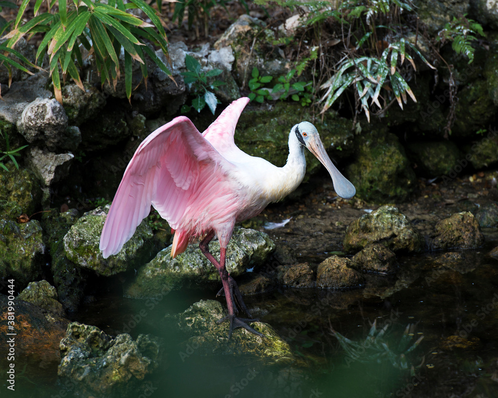Roseate Spoonbill Stock Photos. Roseate Spoonbill by the water standing ...