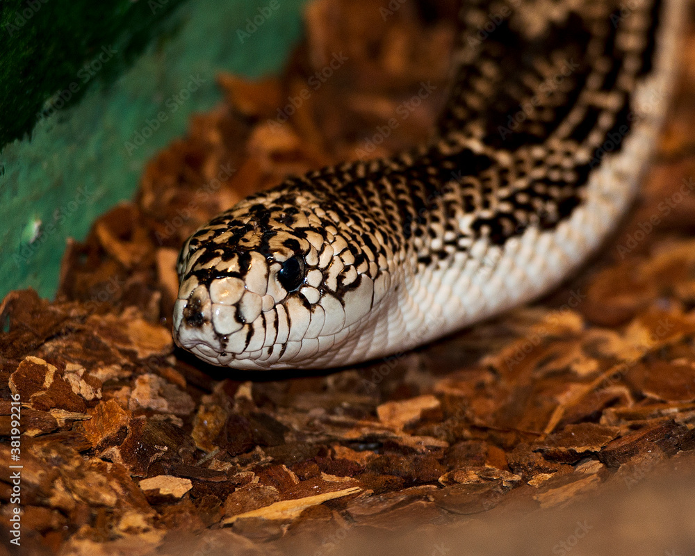 Snake Stock Photos. Snake head close-up profile view in its environment ...