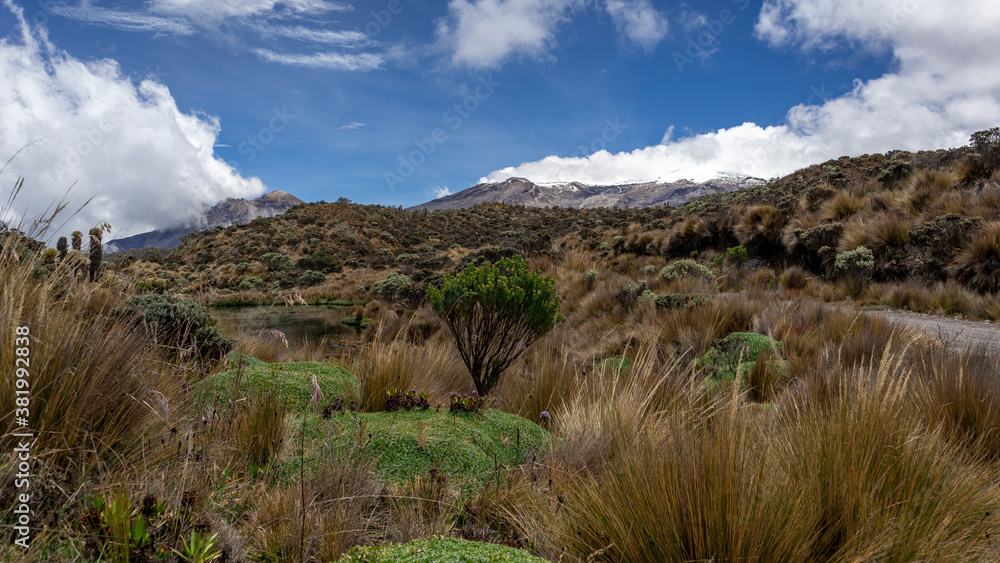 Vegetation, lakes and mountains in Los nevados national natural park in ...