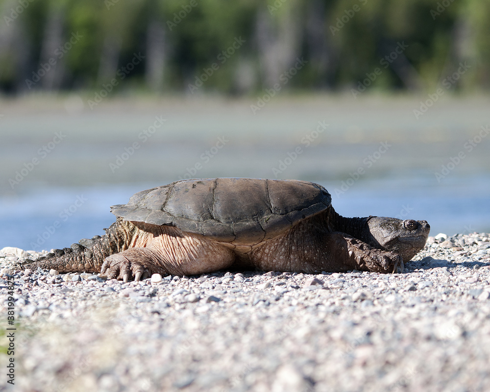 Snapping turtle photo stock. Snapping turtle by the pond displaying its ...